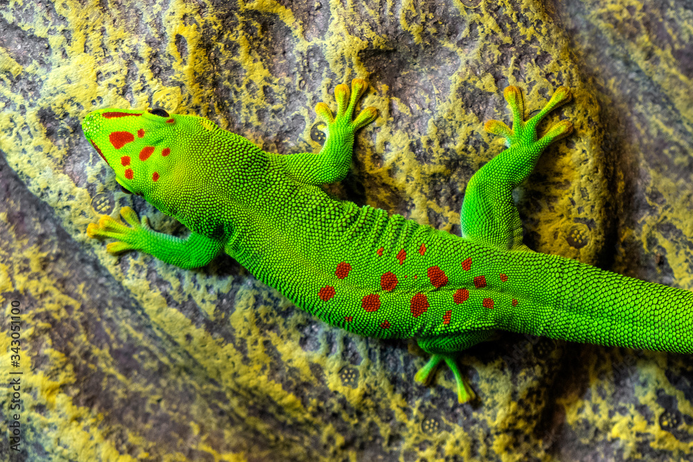 Single Madagascar Giant Day Gecko - latin Phelsuma grandis - diurnal ...