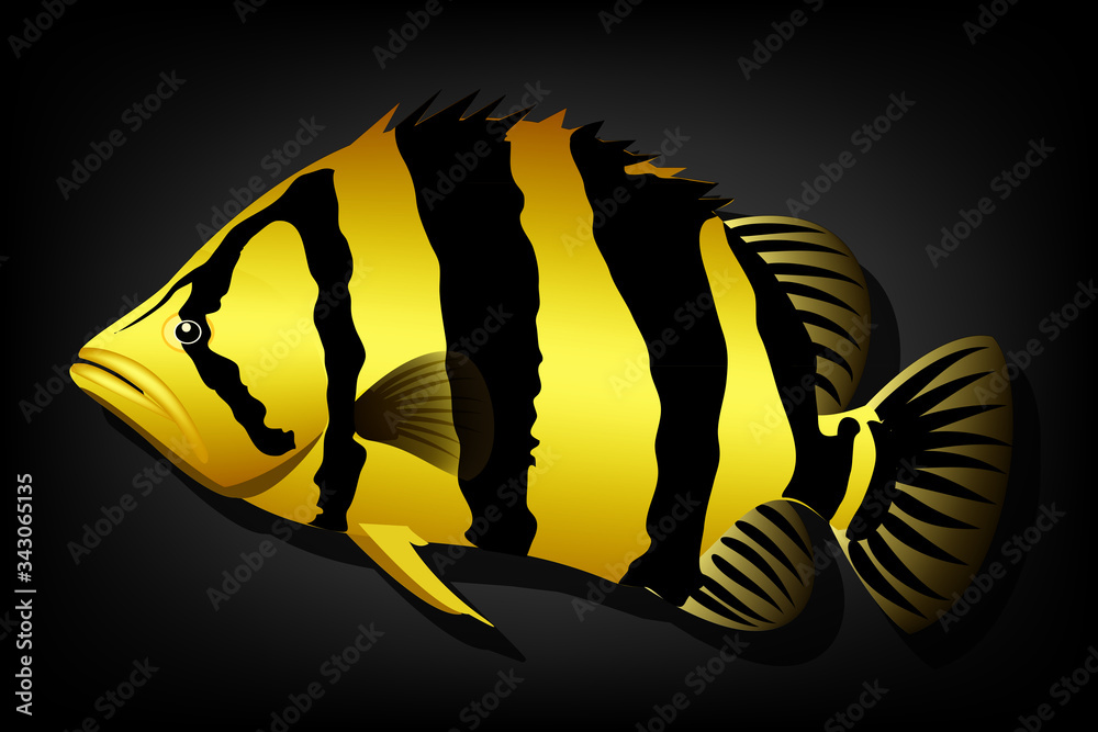 Siamese tiger fish vector image Stock Vector | Adobe Stock