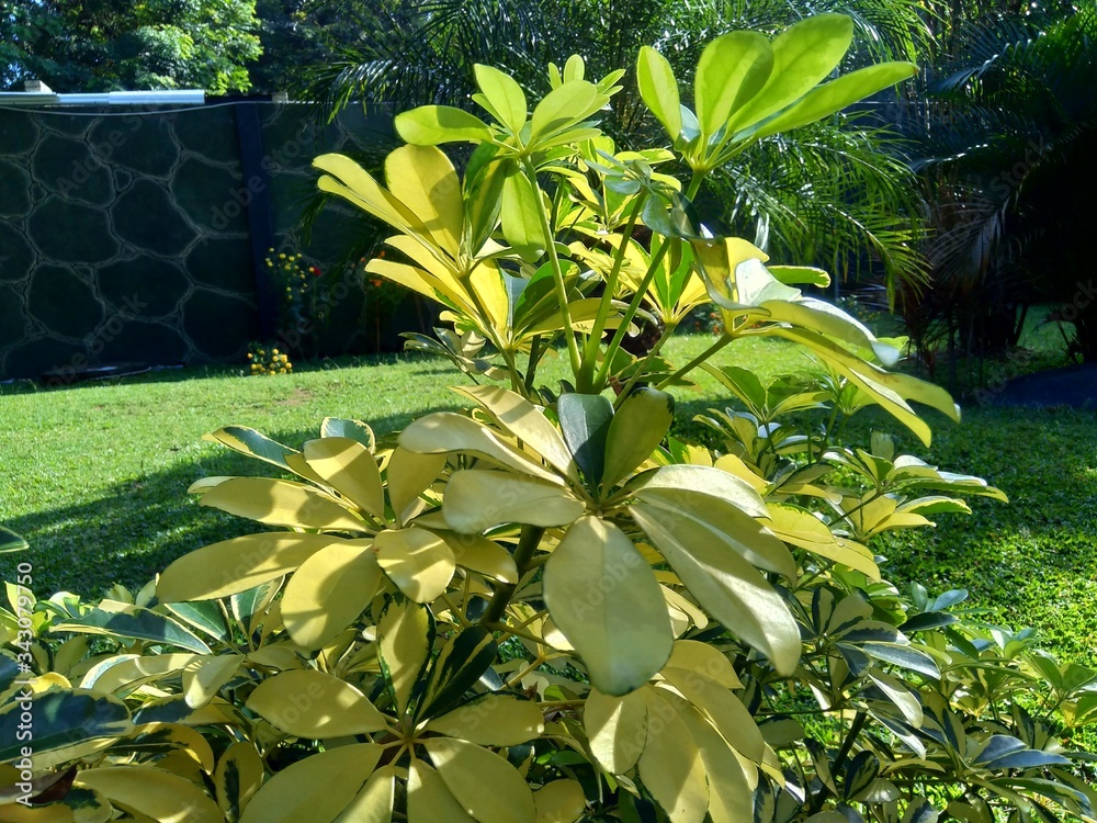 Schefflera arboricola (wali songo) with natural background. This plant ...