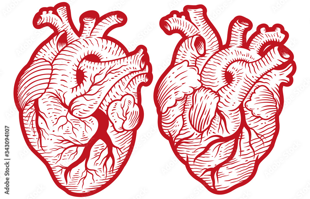 Vintage anatomical engraving style human hearts vector illustration ...