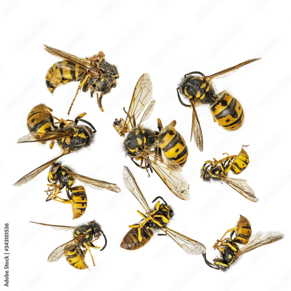 Dead wasps are lying curled up in front of a white background Stock ...