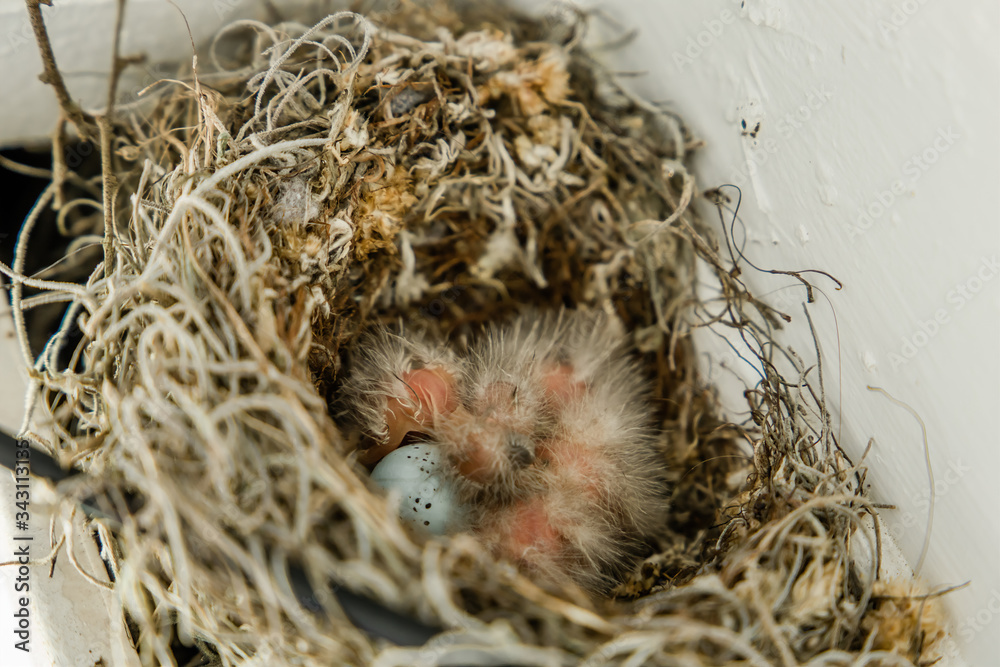 Five baby house finch birds in a nest made by their mother on a porch ...