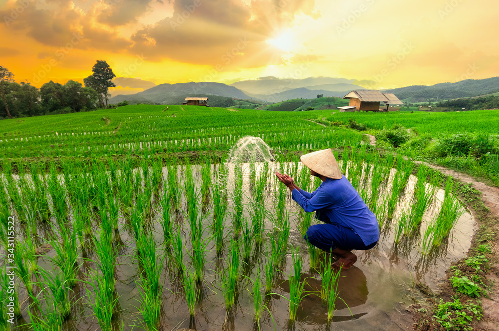 Farmers are planting rice in the rice fields at sunset,Rice field view ...