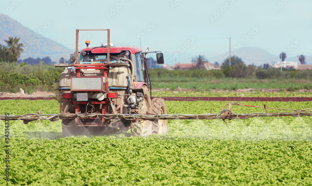 Fumigation of tractor in lettuce field. Spraying insecticide ...