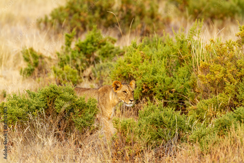 Camouflage Lion