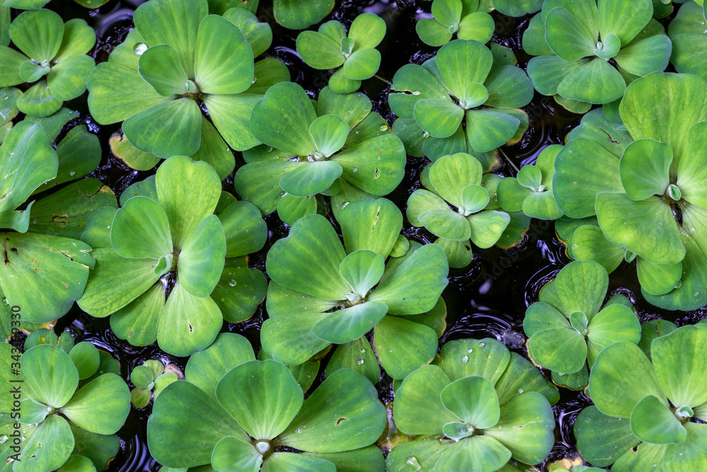 Water Lettuce Common Duckweed, Green Duckweed Plants. Stock Photo ...