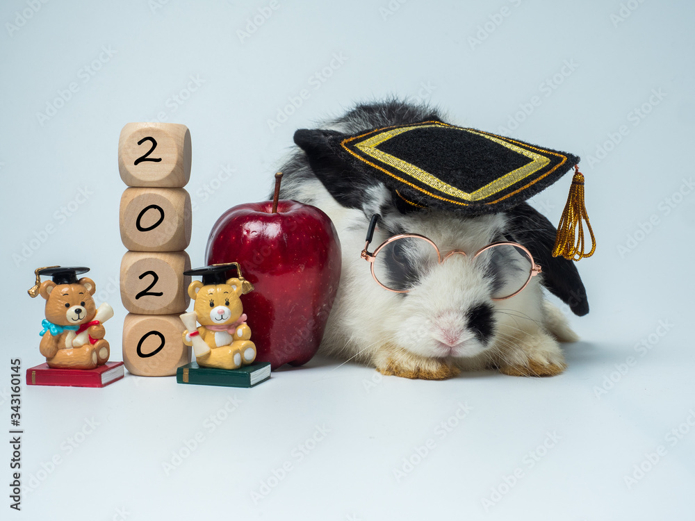 Little white and black rabbit with graduation cap on, sitting next to ...