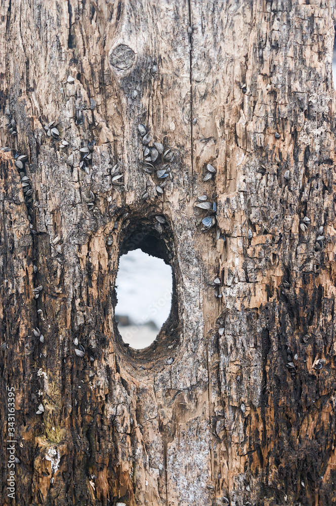 Textured fragments of old rotten wood with a through hole. An old ...