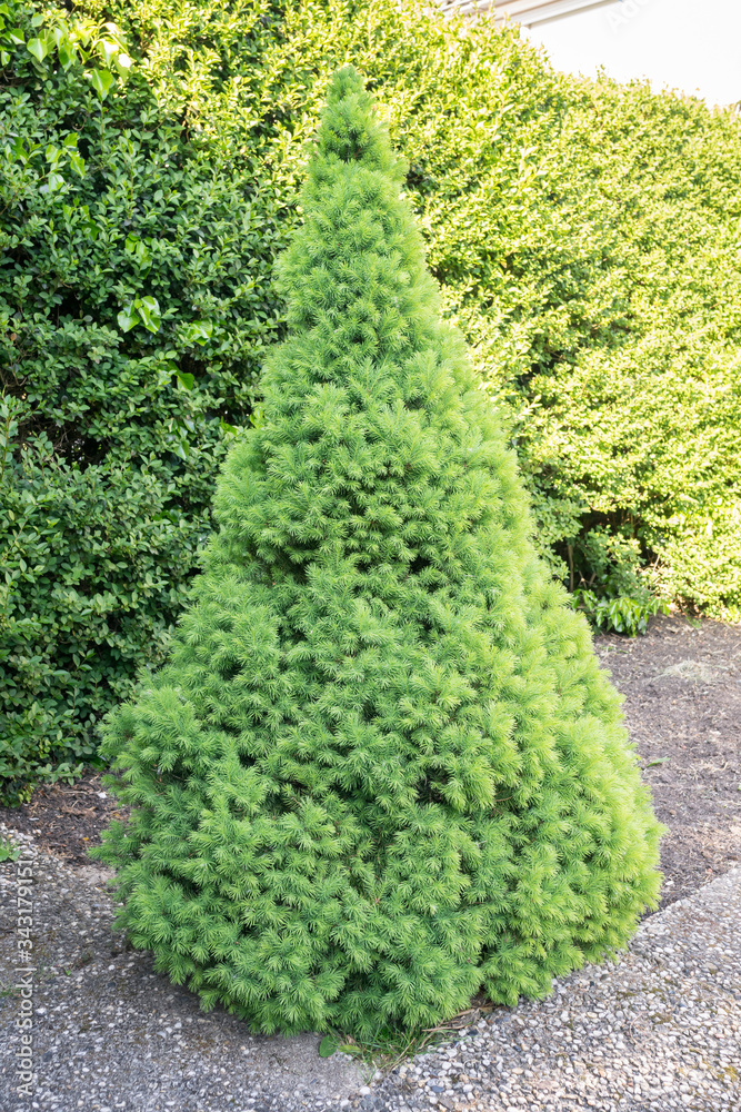 Single dwarf white spruce (Picea Glauca Conica) in a garden. Tree is ...