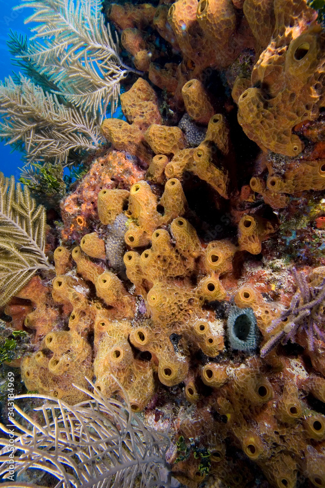 Sponge colony underwater off Eleuthera, in the Bahama Islands Stock ...