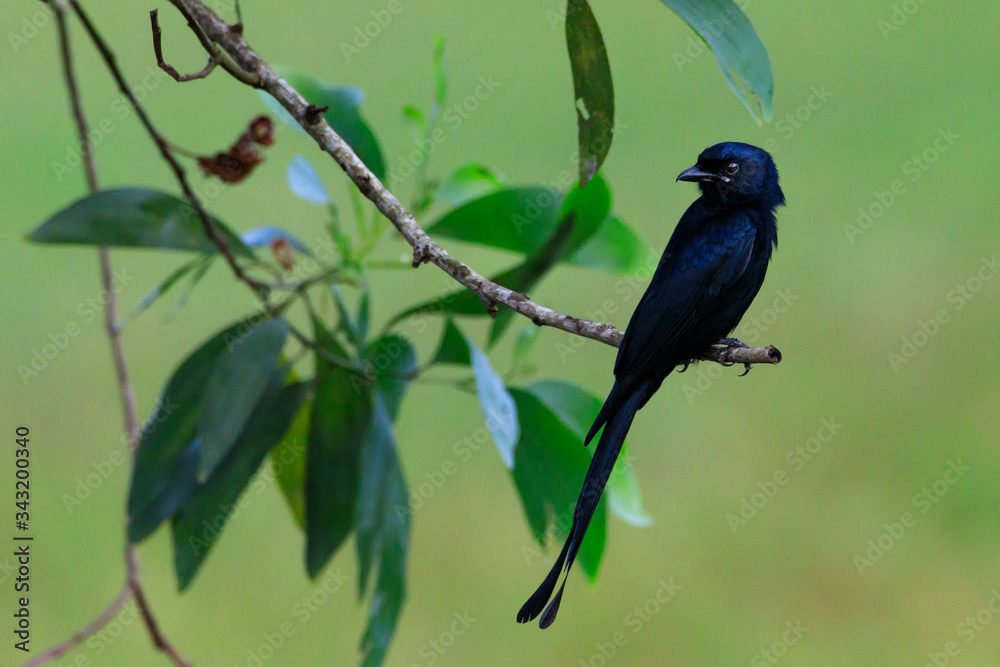 Black drongo.black drongo is a small Asian passerine bird of the drongo ...