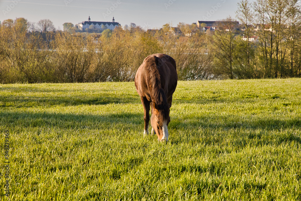 Pferd grast in der Morgensonne im Hintergrund das Plöner Schloss foto de Stock | Adobe Stock
