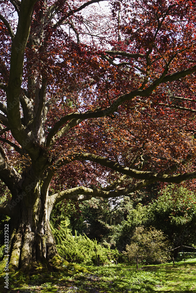 Old Copper beech Fagus sylvatica purpurea in spring growing as a ...