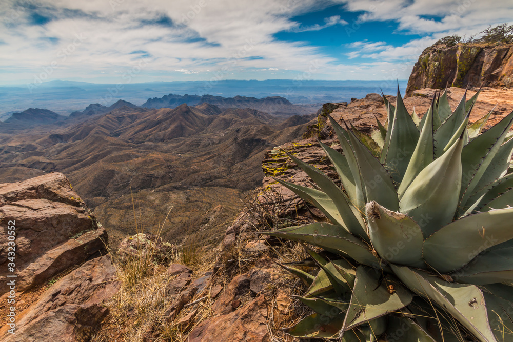 Foto de Agave Cactus On The South Rim And The Chisos Mountains Across ...