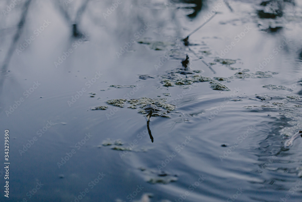 Swampy destination. Dirty water, broken trees. Bog place. Reflection in ...