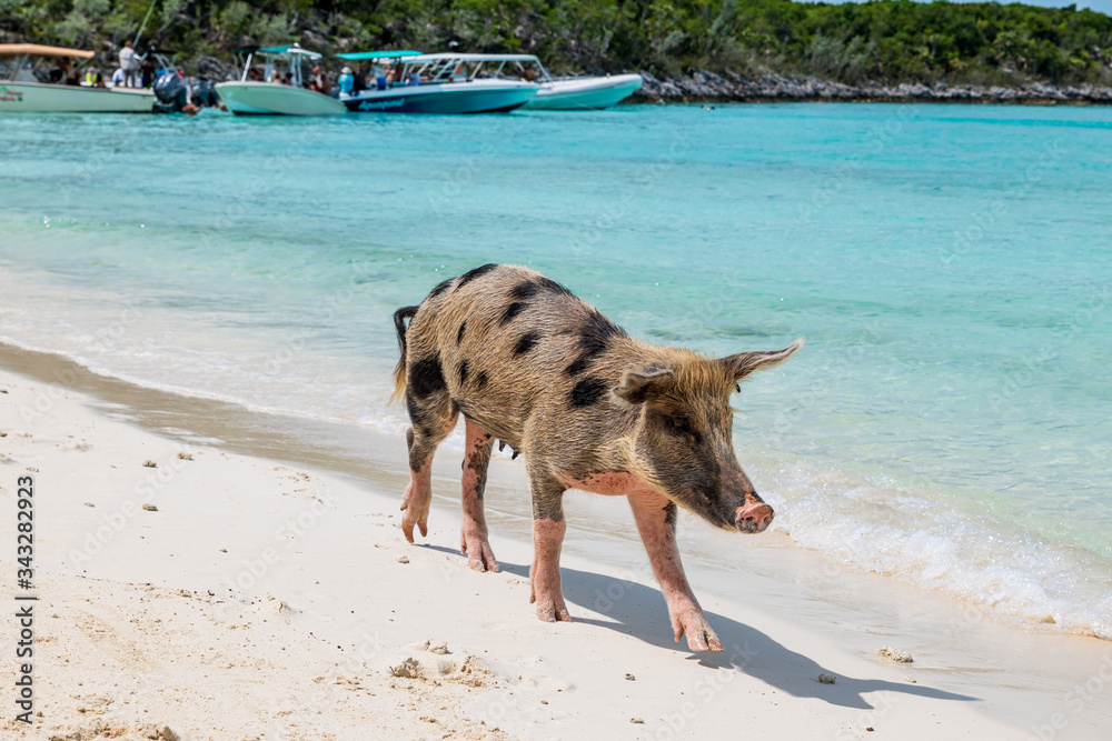 The famous swimming feral pigs of Bahamas living in "Big Major Cay ...