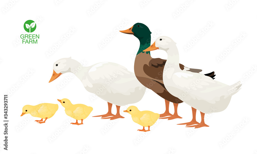 Farm Animals Duck Set Vector Illustration Stock Vector | Adobe Stock