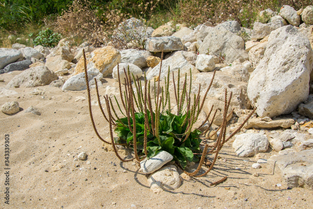 Plantain flowering plant on the beach, green leaves of broadleaf ...