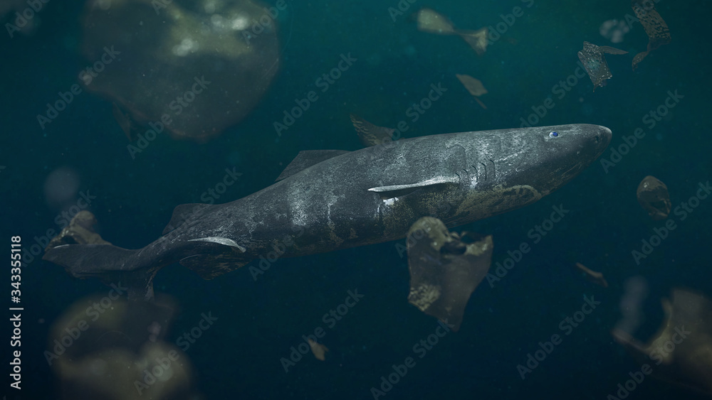 ภาพประกอบสต็อก plastic pollution in the ocean, rare Greenland shark ...