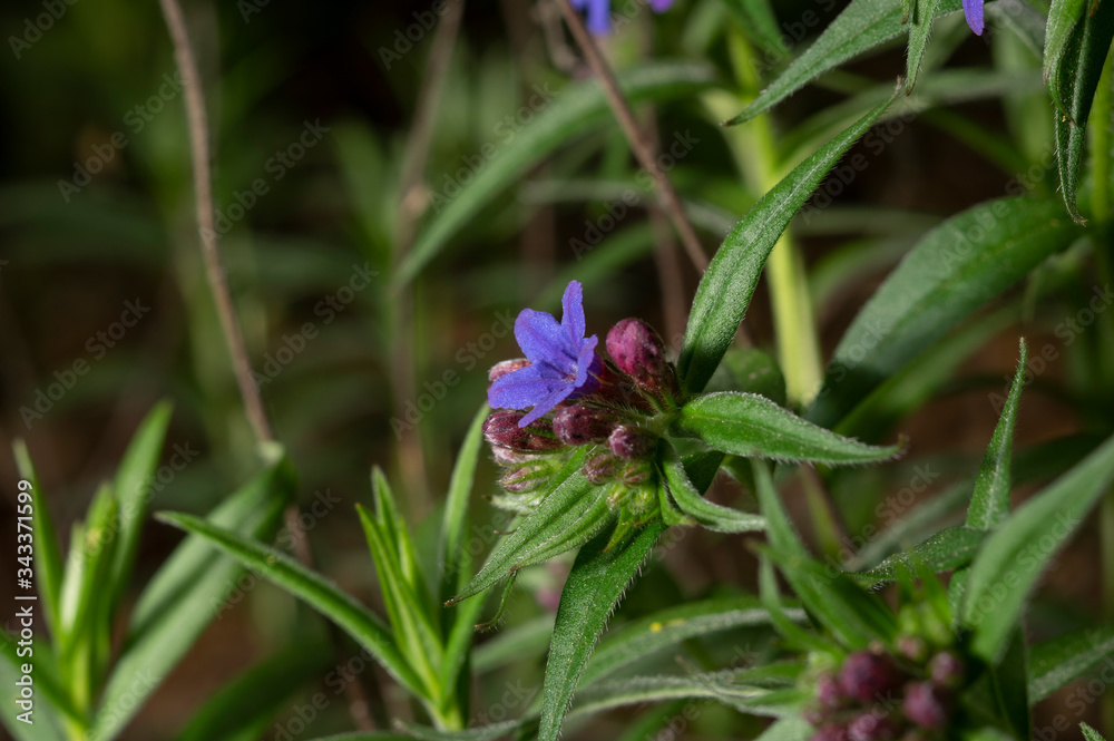 Lithospermum purpurocaeruleum, the purple gromwell, is a herbaceous ...