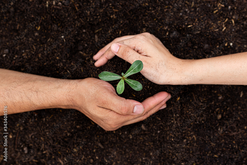 Young men and women are protecting seedlings and preparing to plant in ...