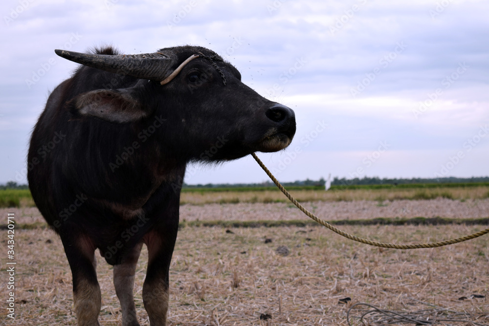 Water Buffalo Standing On Field Stock Photo | Adobe Stock