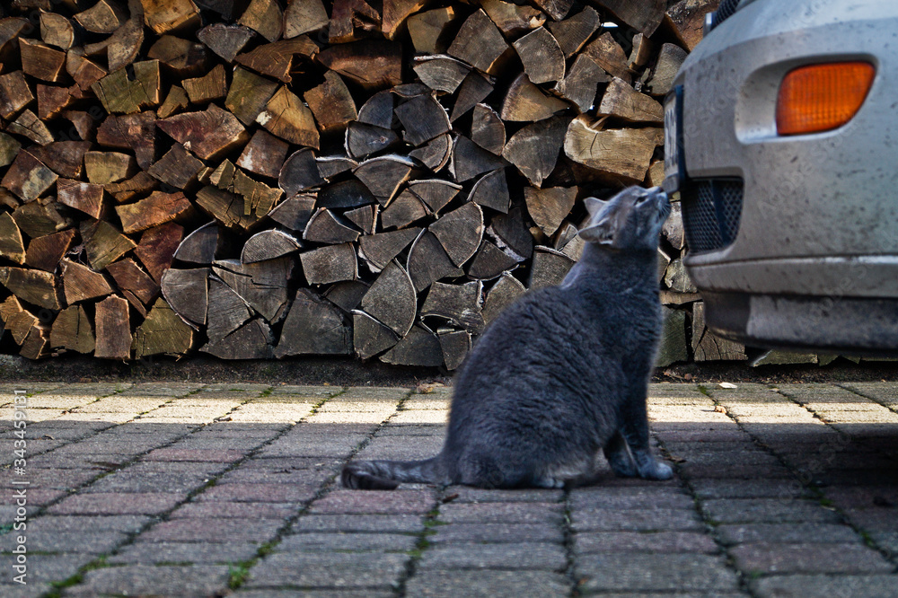 Cat Looking Up A Car License Plate Stock Photo | Adobe Stock