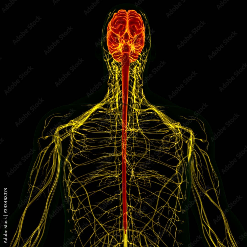 3D Illustration Human Brain With Nervous System Anatomy Stock ...
