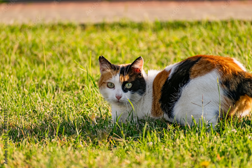 Tricolor young cat on a green grassy lawn of the lawn, resting and ...
