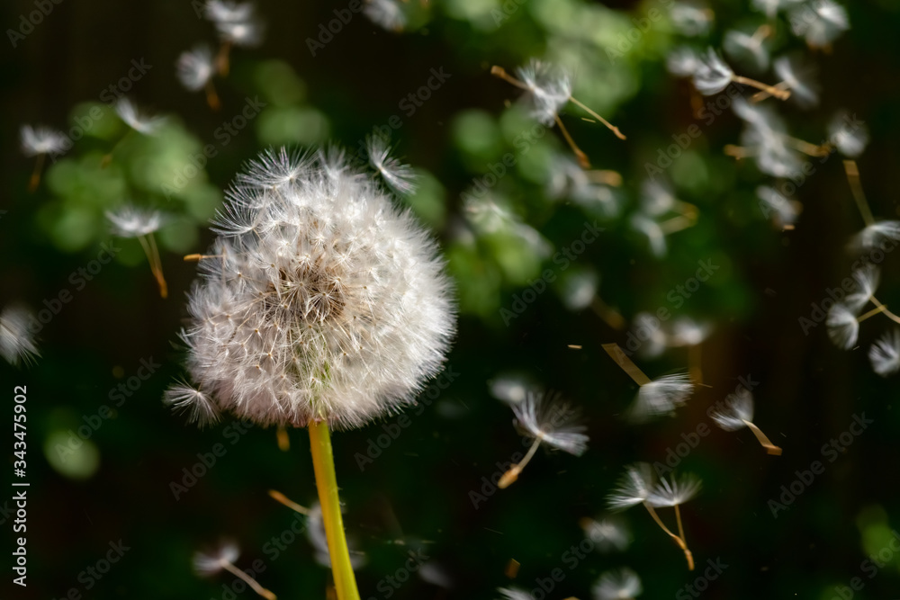 Pusteblume Löwenzahn Wind Flug Schirmchen Taraxacum sect. Ruderalia ...