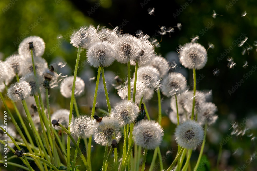 Pusteblumen Löwenzahn Wind Flug Schirmchen Taraxacum sect. Ruderalia ...