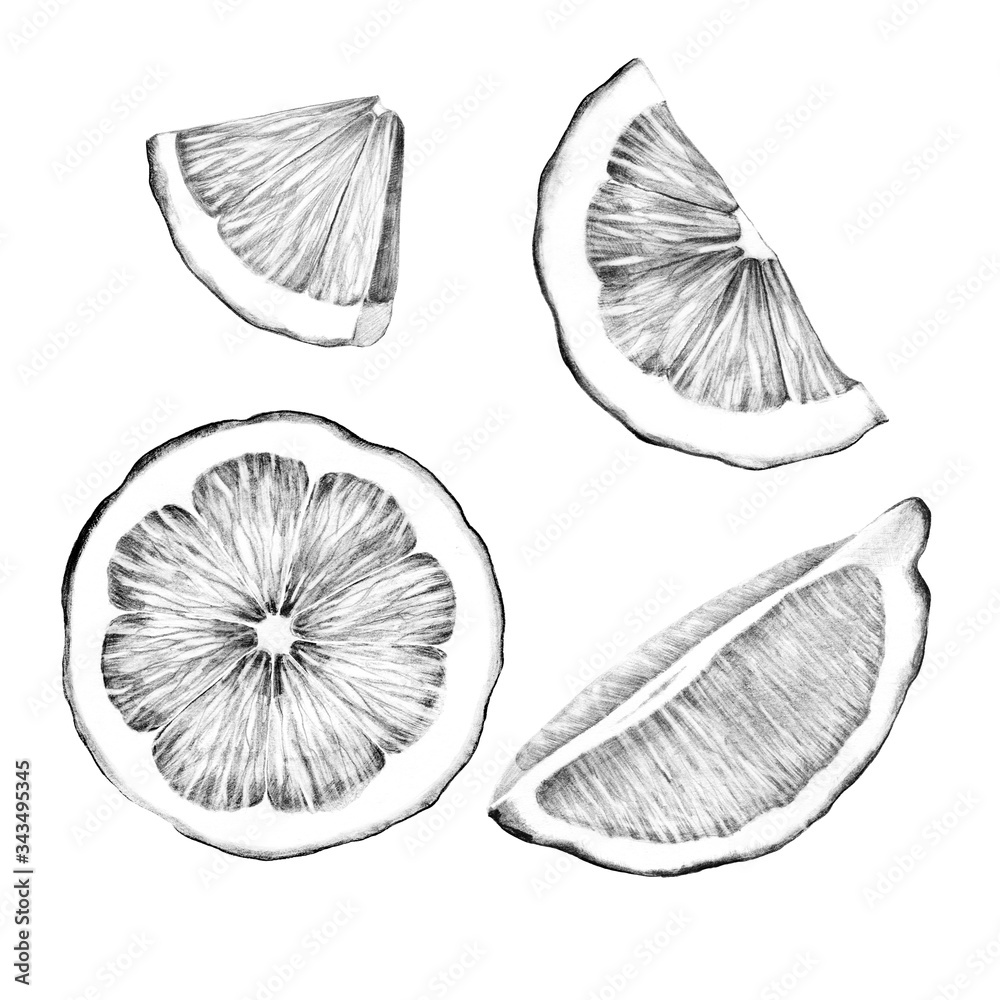 Hand drawn sketch of citrus fruit. Stock Illustration | Adobe Stock