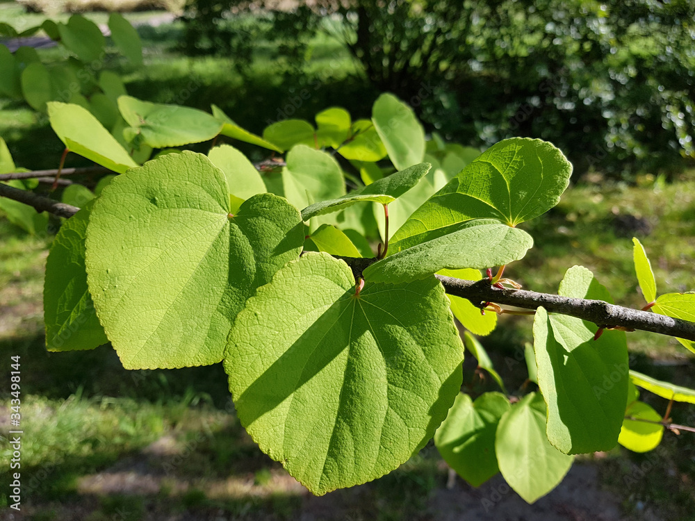 Young leaves of Katsura tree, Cercidiphyllum japonicum, close-up photo ...