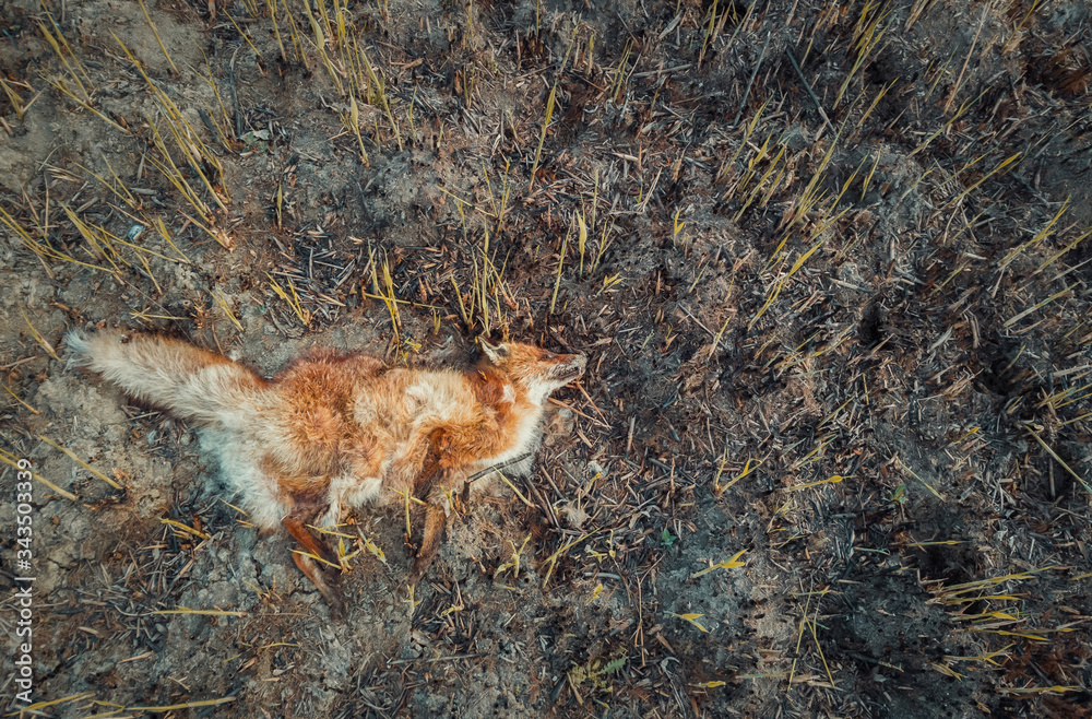 Dead fox due smoke intoxication, lay on the burned ground filled with ... Dead fox due smoke intoxication, lay on the burned ground filled with ...