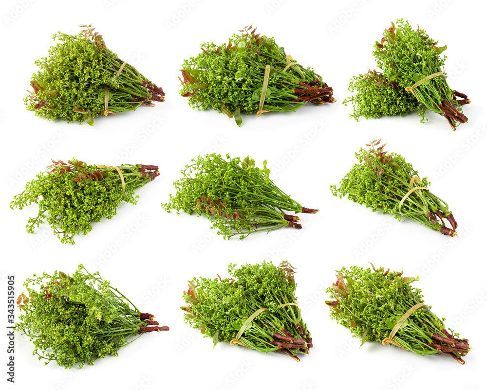 Siamese neem tree, Nim, Margosa isolated on white background. Stock ...