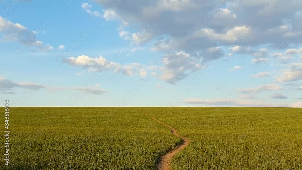 Narrow footpath across a growing wheat green field below a blue sky ...