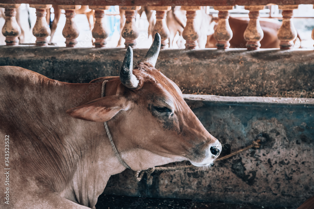 Sacred Cow Of Hinduism