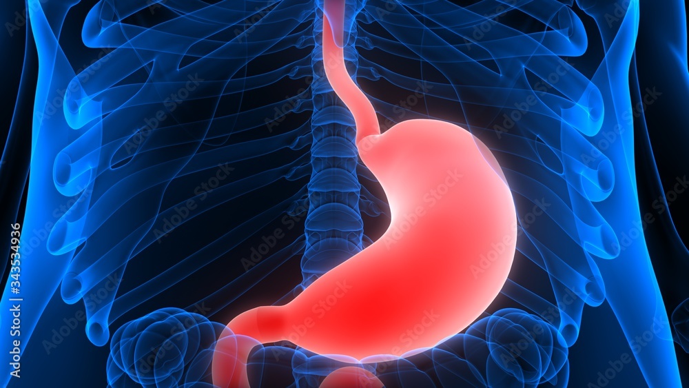 Human Digestive System Stomach Anatomy Stock Illustration | Adobe Stock