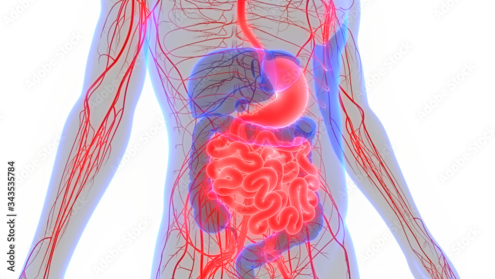Human Digestive System Stomach with Small intestine Anatomy Stock ...