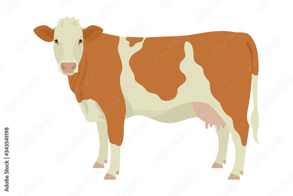 Simmental cow Breeds of domestic cattle Flat vector illustration ...