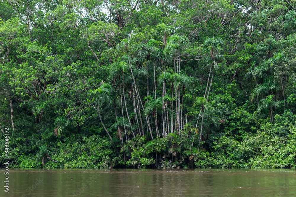 River landscape in the Cuyabeno Nature Reserve / Gallery forest in the ...