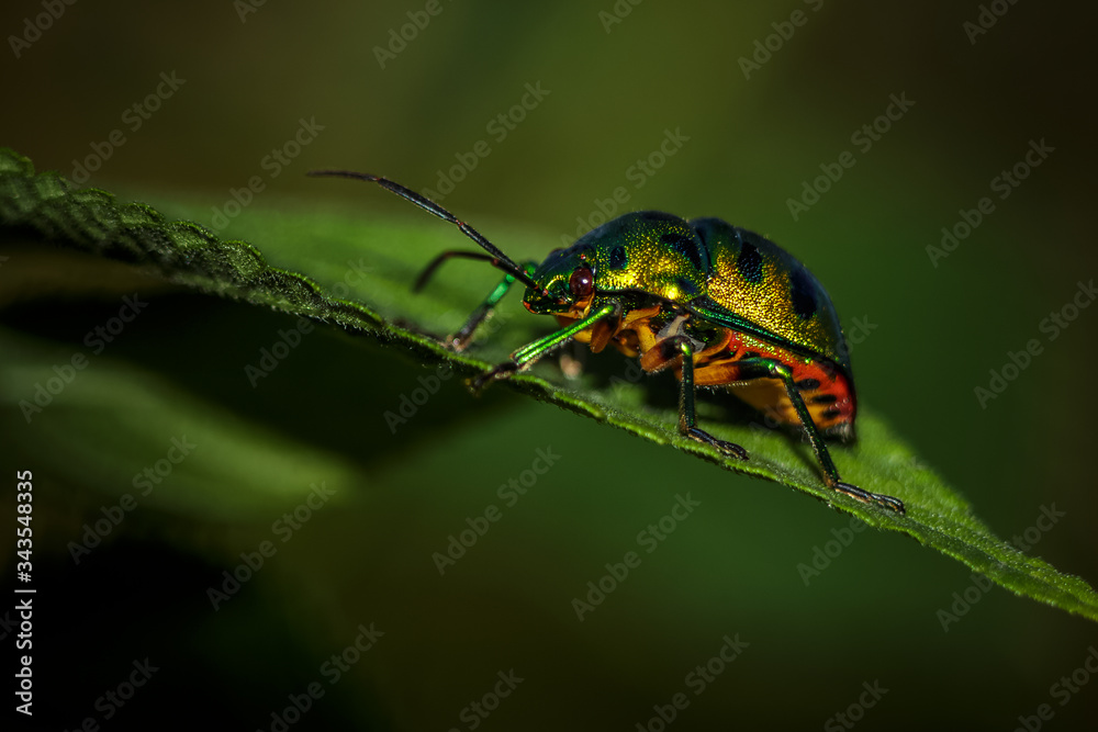 Jewel bug Beetle on Leaf, Lychee Shield is also called as Chrysocoris ...