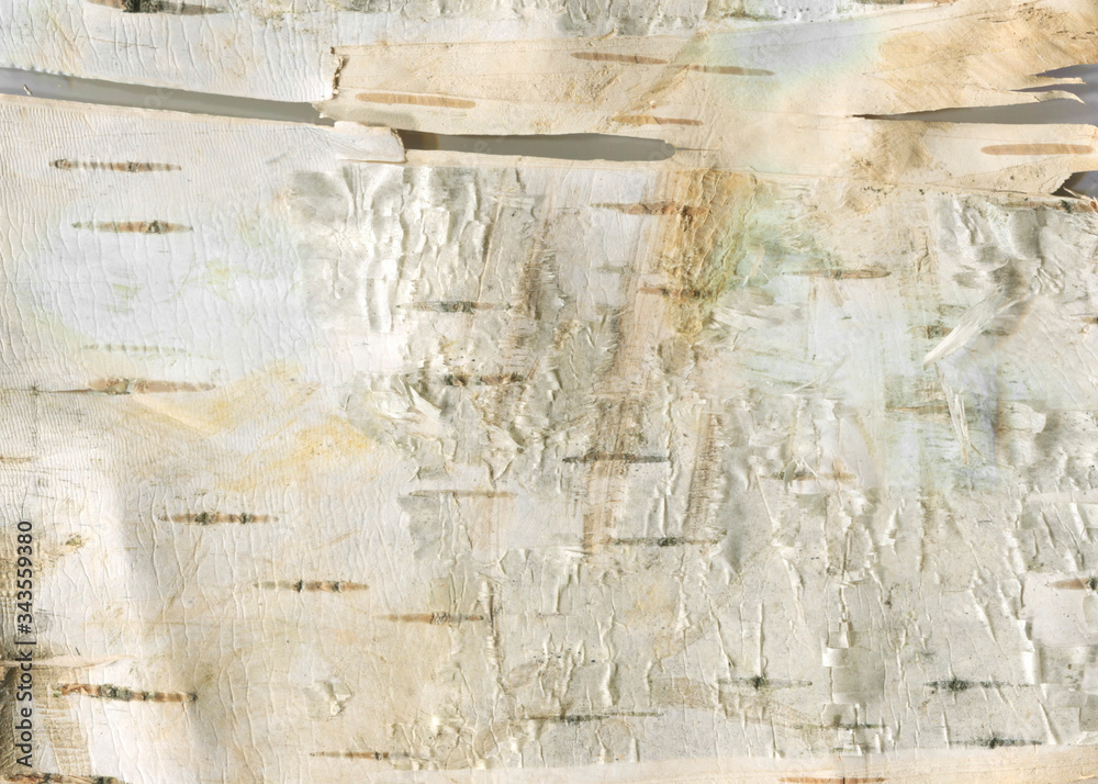 Natural wood texture background with raw birch textures for forestry ...