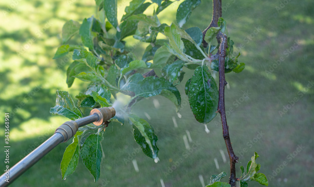 Gardener applying insecticide fertilizer on tree branch using a sprayer ...
