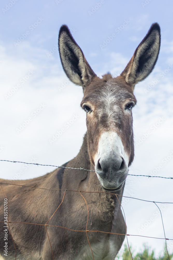 Donkey looking at the camera. The look of a gullible animal. Muzzle ...
