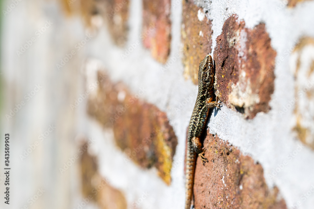 Podarcis muralis (English wall lizard) is a species of lizard and it ...