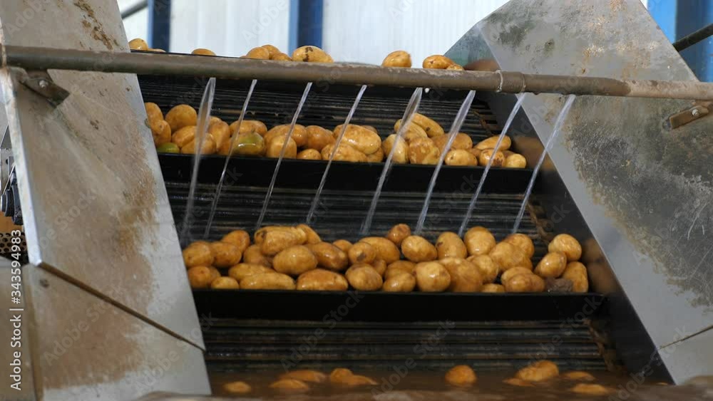 Fresh picked Potatoes moving on conveyor belts in a large sorting and ...