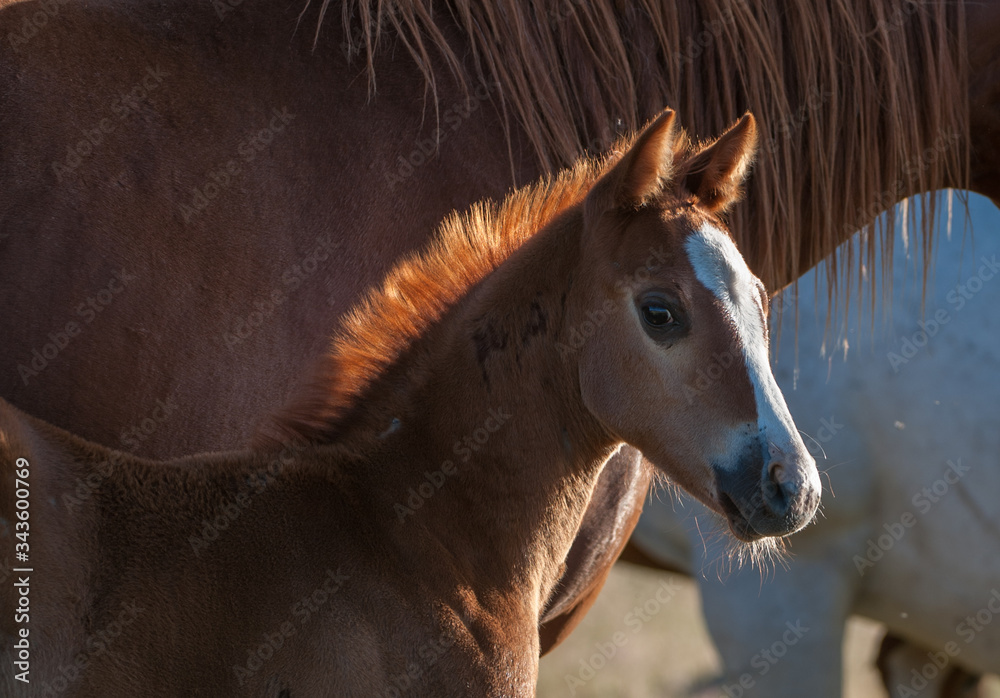 baby horse foal chestnut quarter horse with facial markings backlit ...