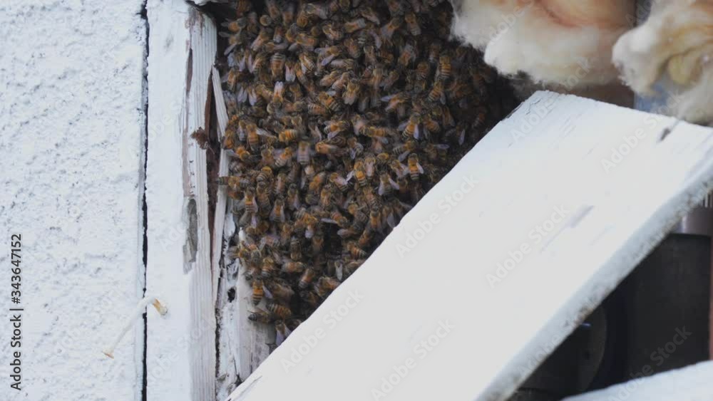 This video shows a swarming bee hive infestation on building exterior ...