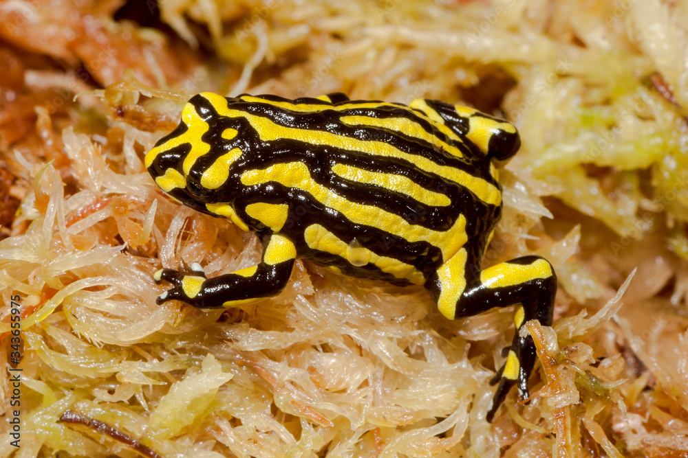 Southern Corroboree Frog Stock Photo | Adobe Stock